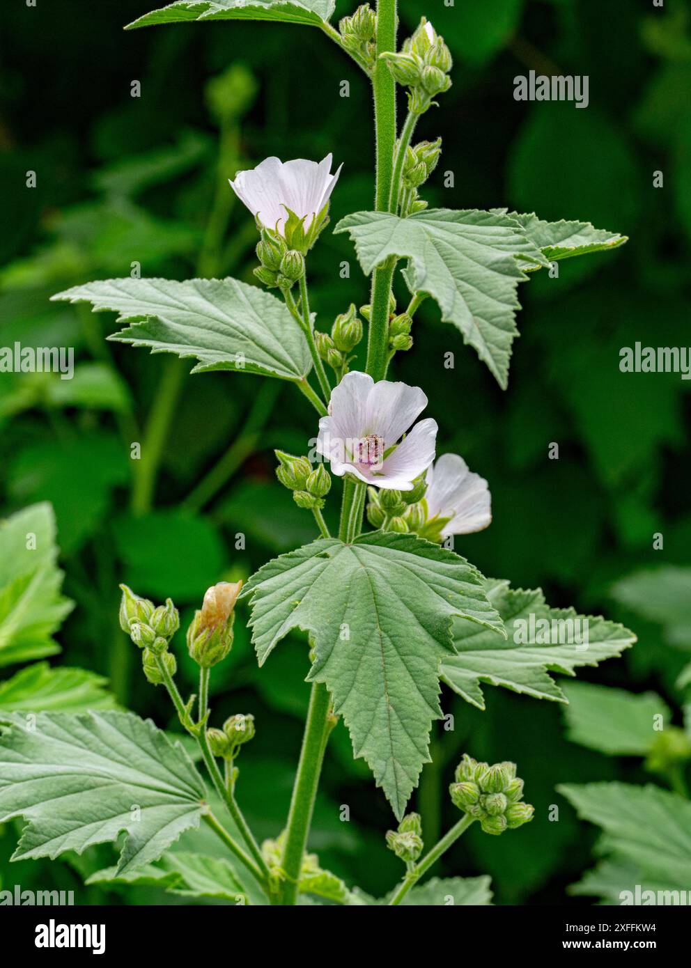 Marsh Mallow Althaea officinalis in flower. Botanical Garden, Frankfurt ...