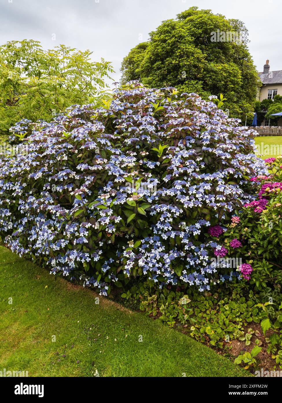 White florets and blue centres of the hardy mountain hydrangea shrub ...