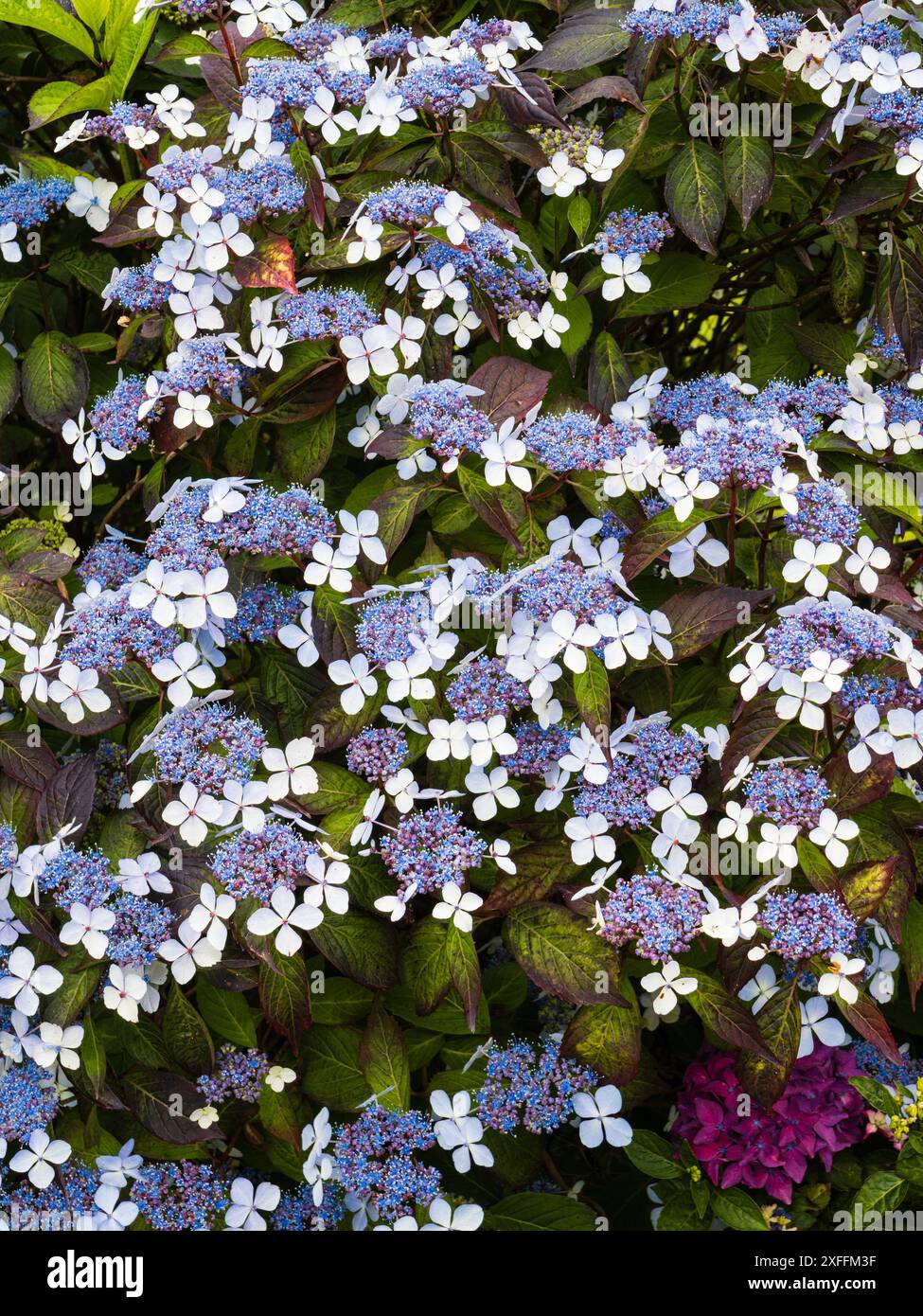 White florets and blue centres of the hardy mountain hydrangea shrub ...