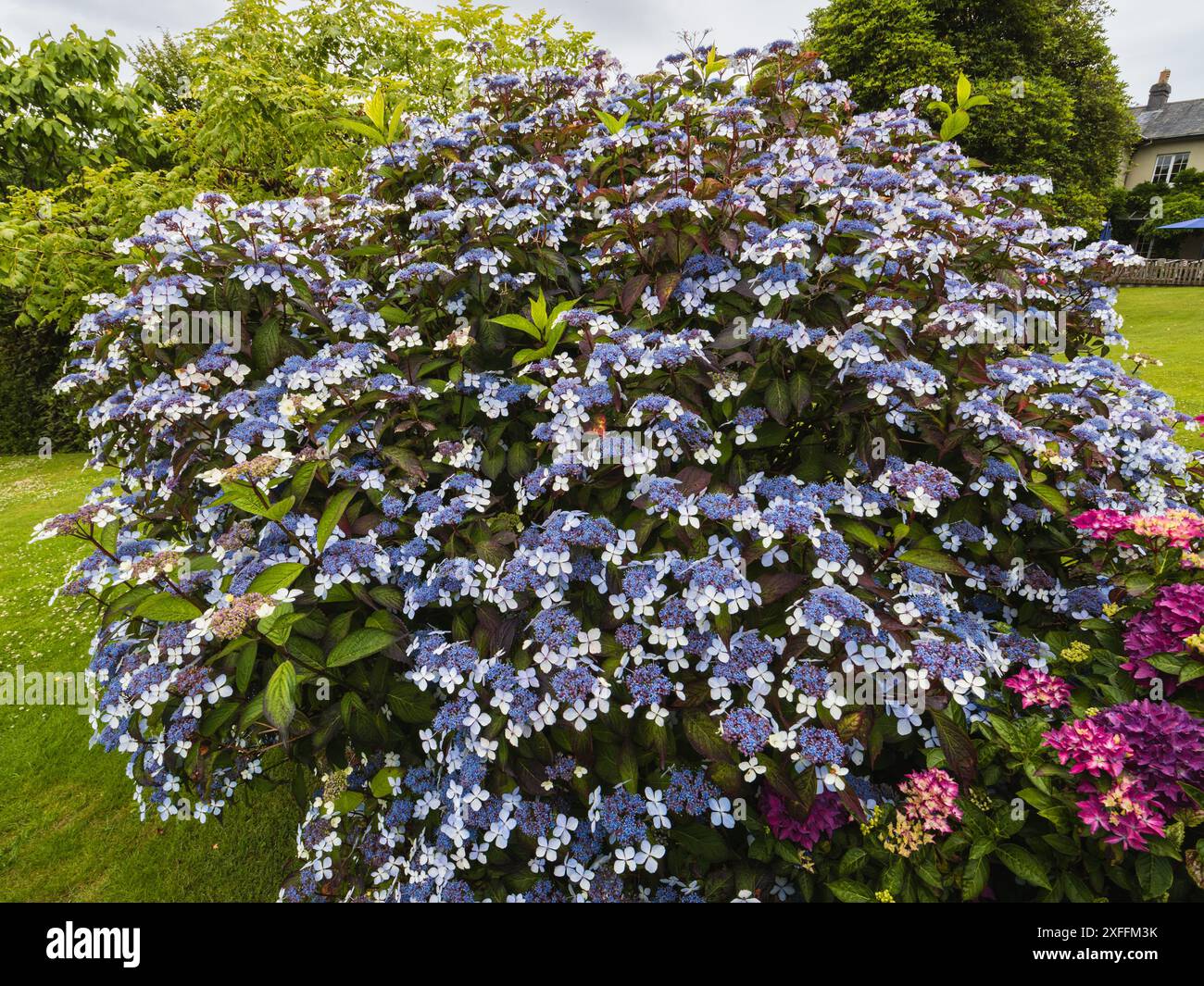 White florets and blue centres of the hardy mountain hydrangea shrub ...