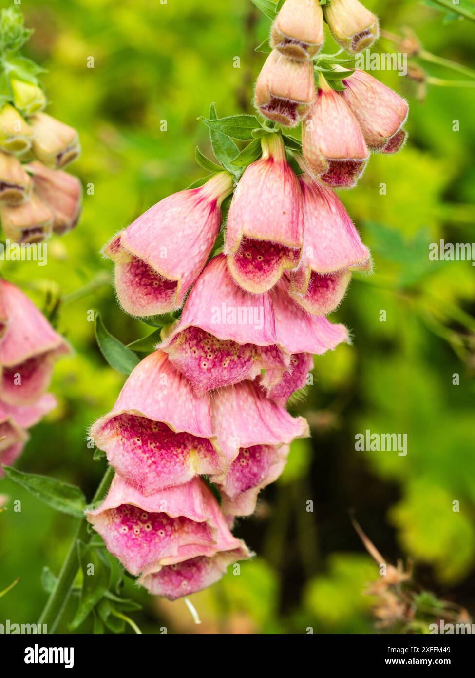 Very short tubular flowers hi-res stock photography and images - Alamy