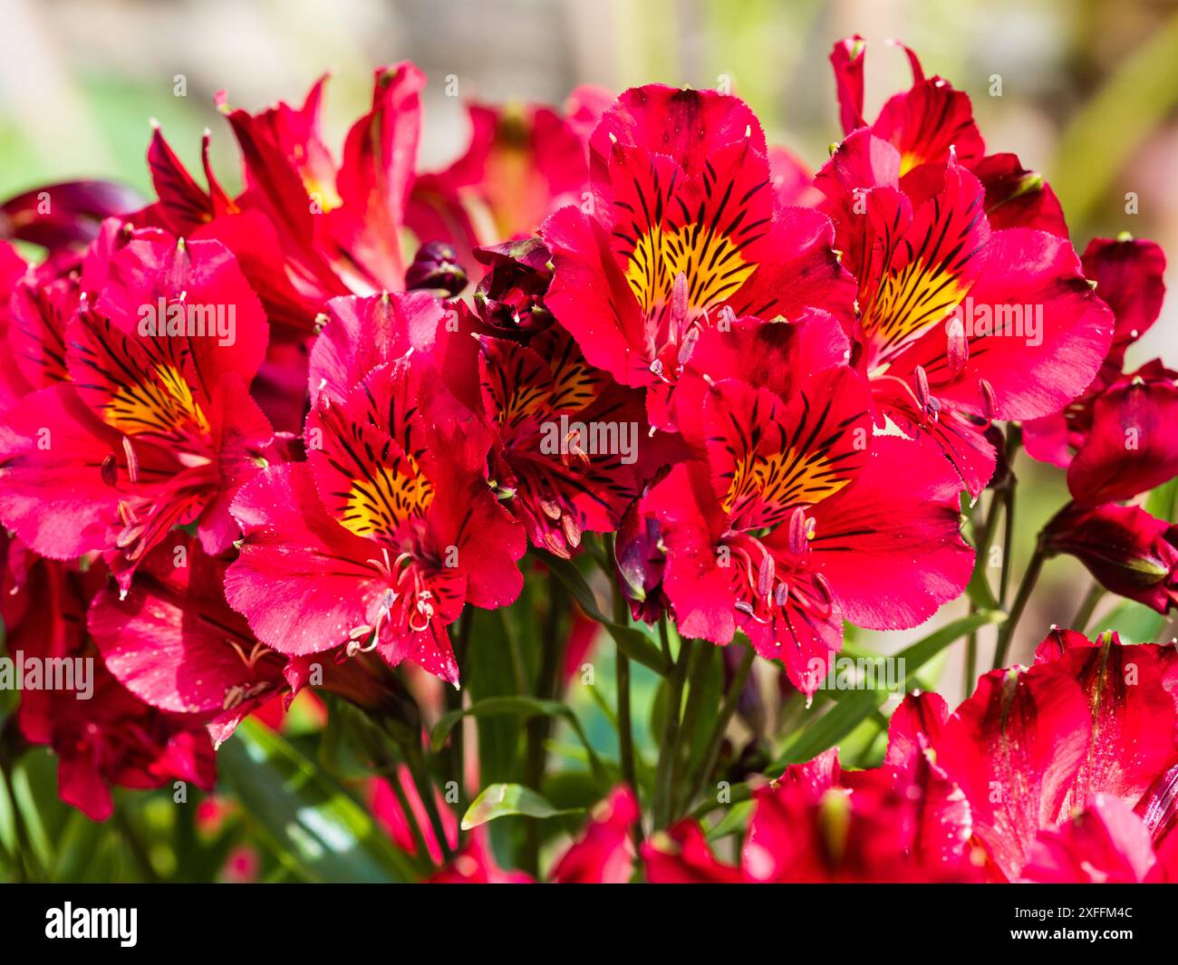Bright pink flowers of the compact, summer blooming perennial ...