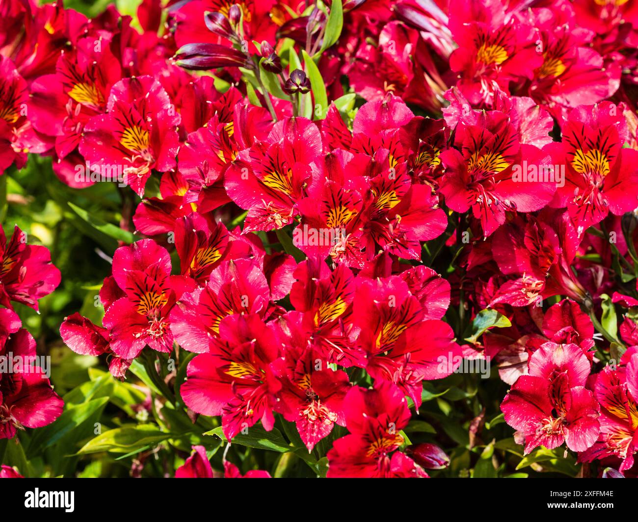 Bright pink flowers of the compact, summer blooming perennial ...