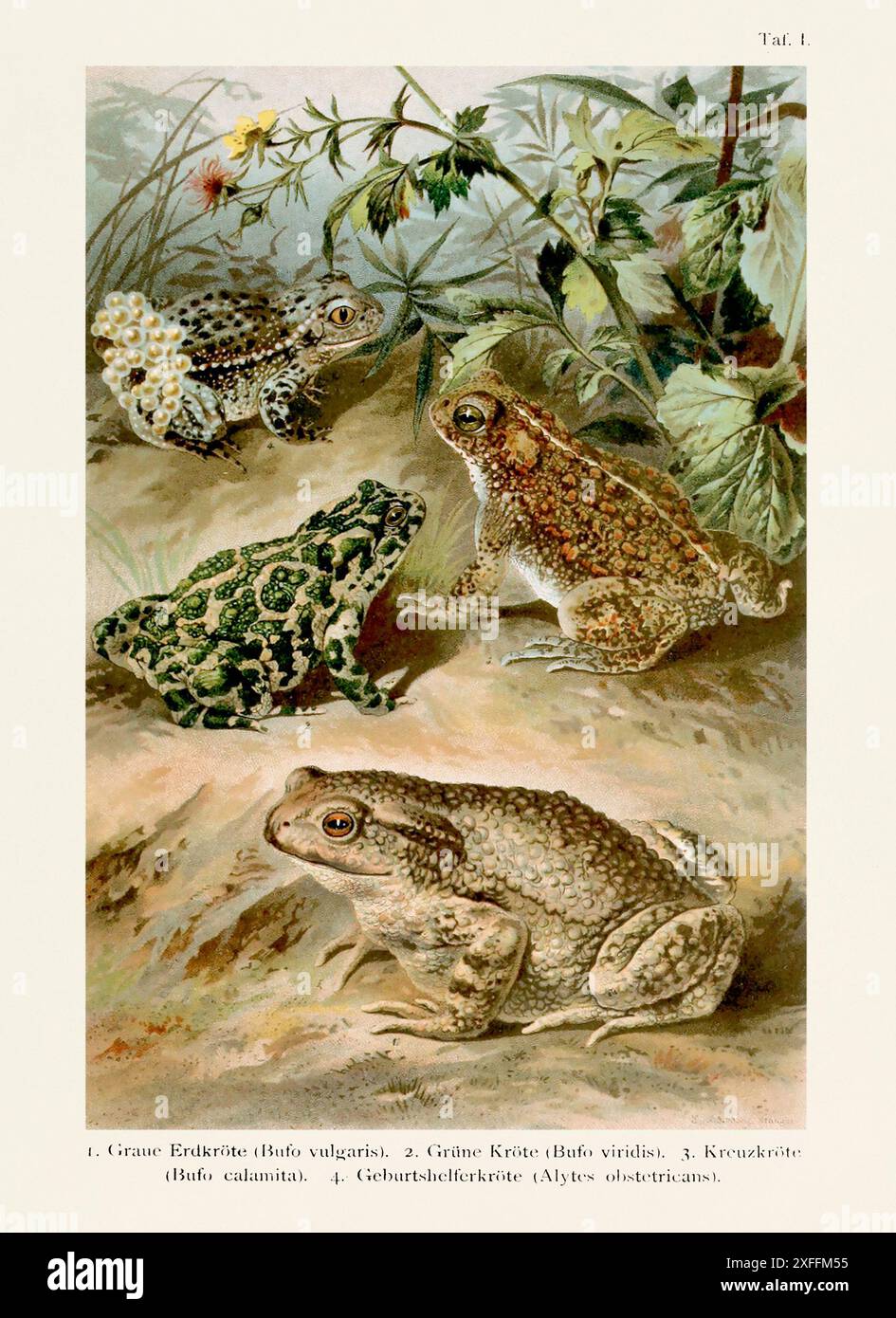 Vintage toad illustration from a 19th-century book about amphibians and ...