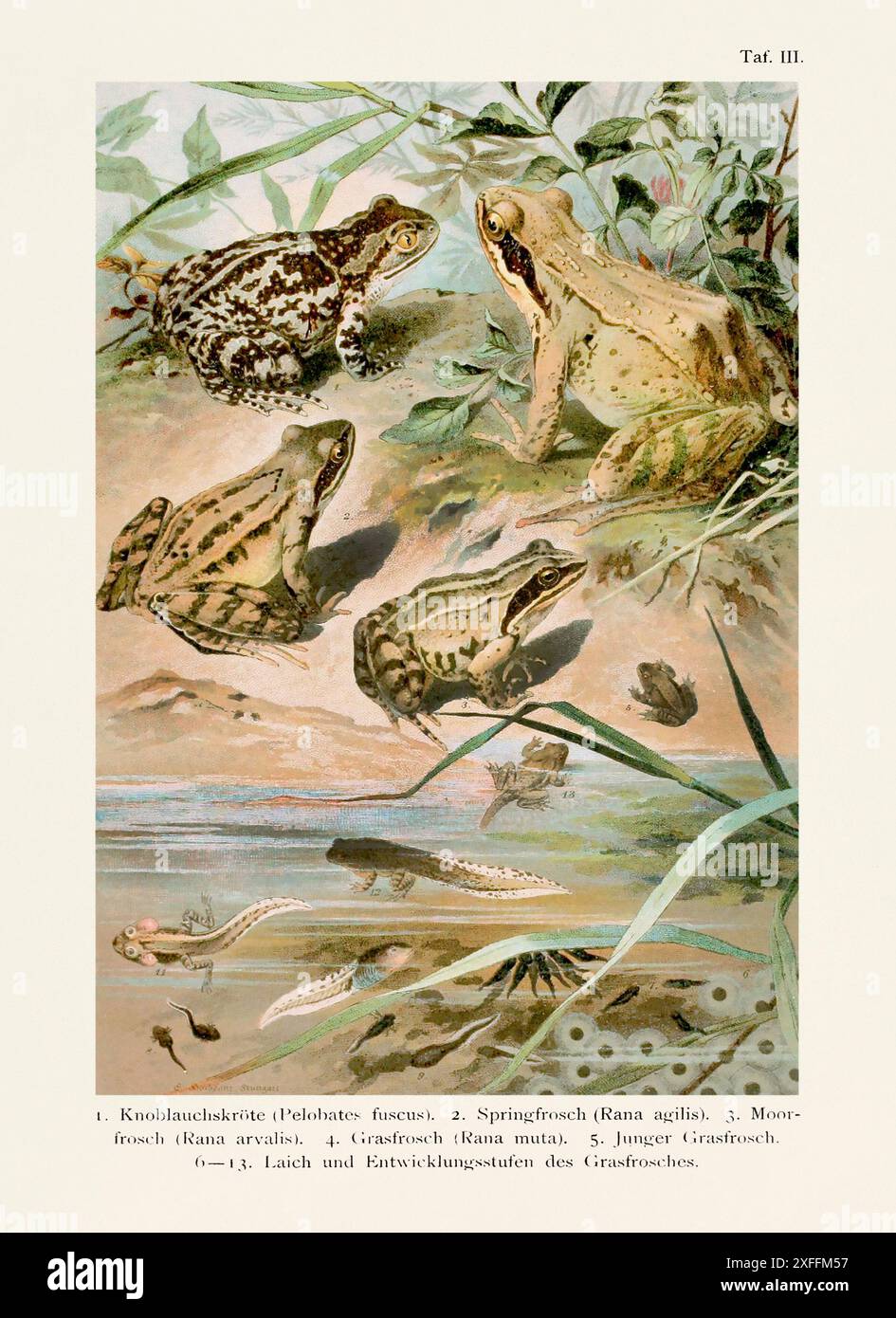 Vintage frog illustration from a 19th-century book about amphibians and ...