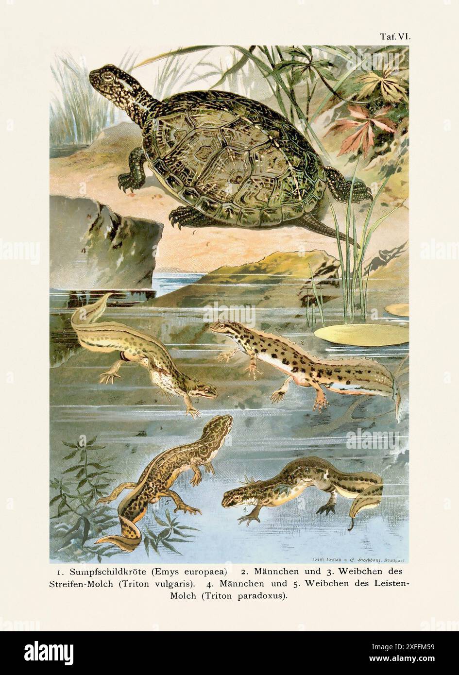 Vintage turtle and newts illustration from a 19th-century book about ...