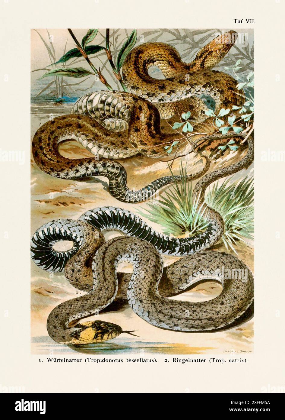 Vintage snake illustration from a 19th-century book about amphibians ...