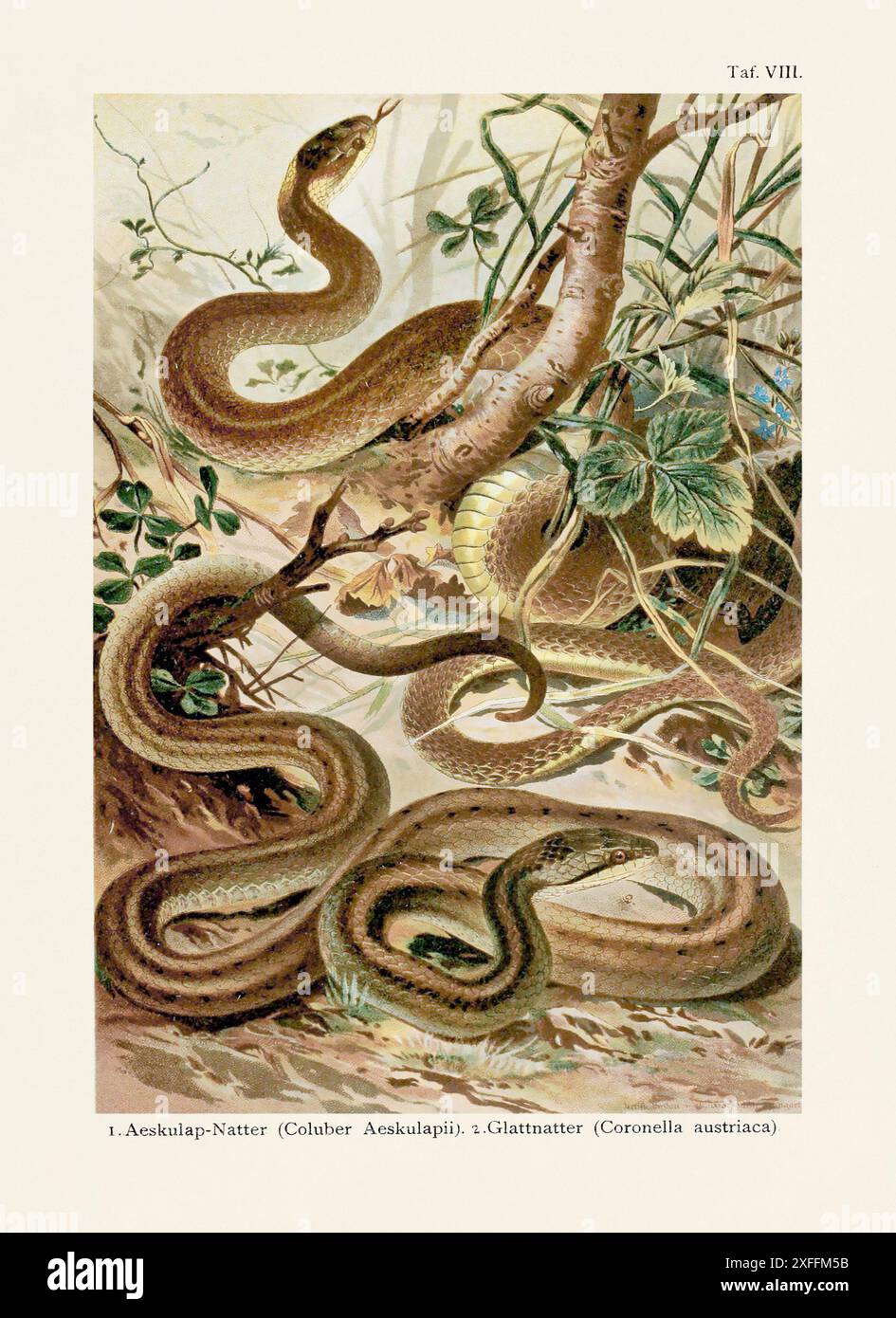 Vintage snake illustration from a 19th-century book about amphibians ...
