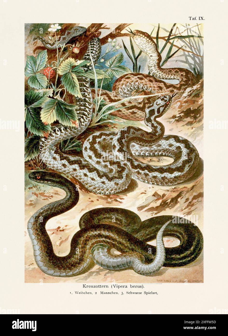 Vintage snake illustration from a 19th-century book about amphibians ...
