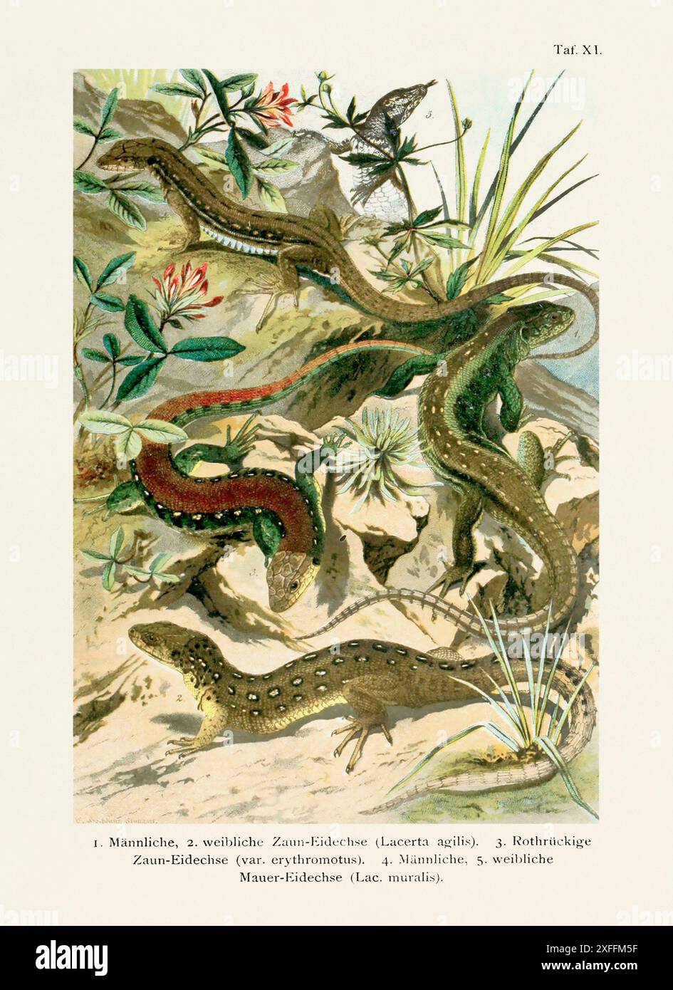 Vintage lizard illustration from a 19th-century book about amphibians ...