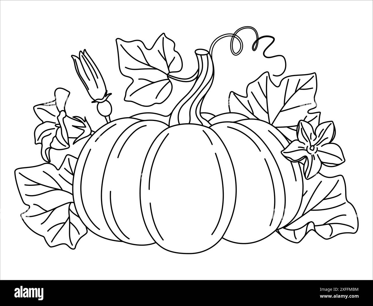 Pumpkin plant Black and White Stock Photos & Images - Alamy