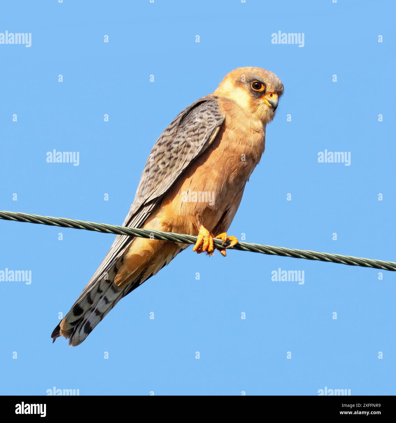 Red-footed Falcon, Falco Vespertinus, Female, North-East Italy Stock ...