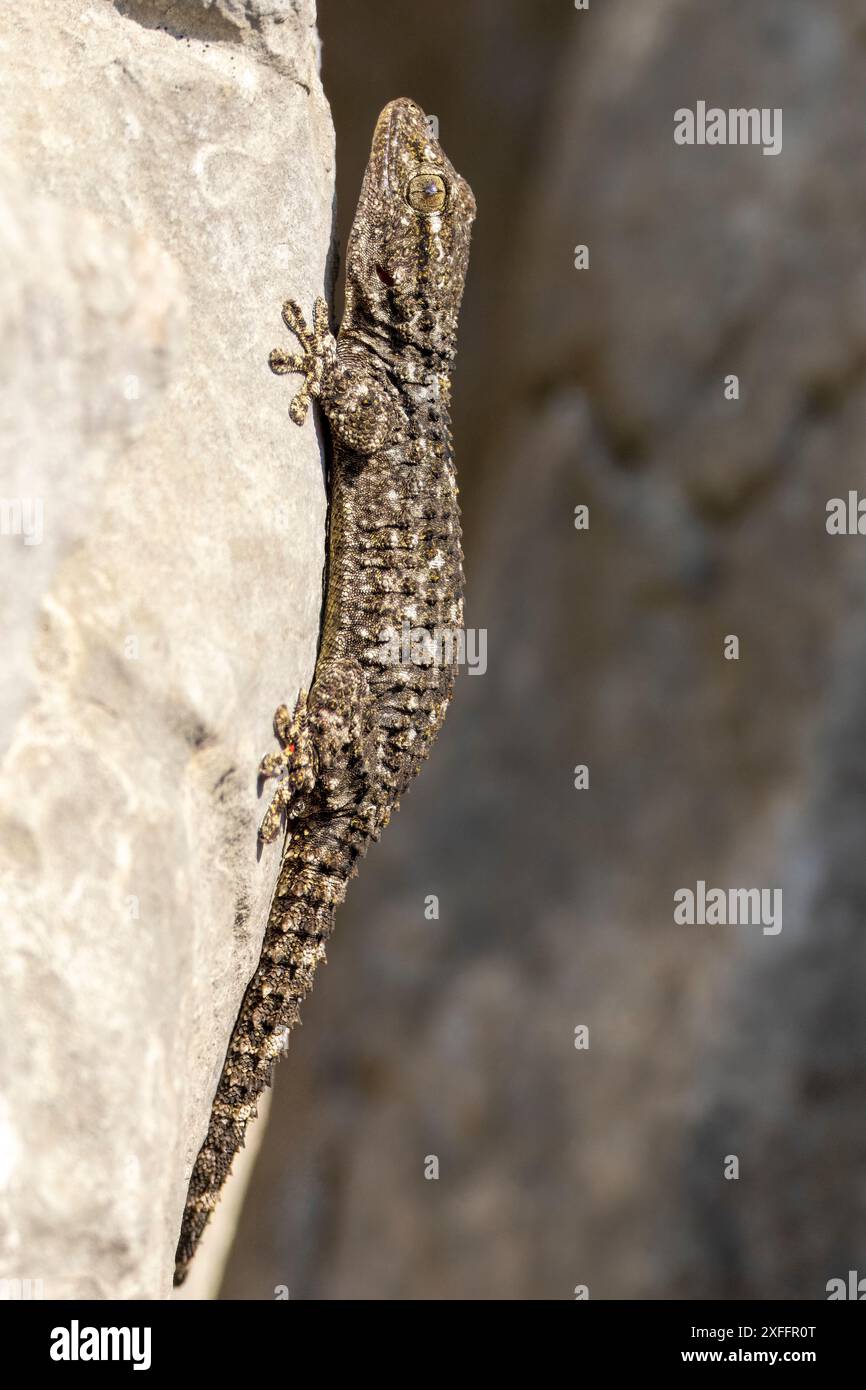 Common Wall Gecko, Tarentola Mauritanica, Rilke Trail, Duino, Trieste ...