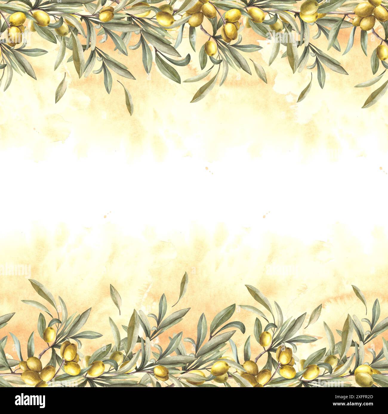 Olive branch with fruit berries and green leaves. Botanical floral ...