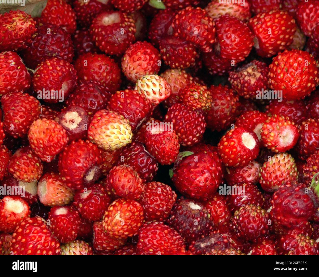 Abstract view wild fruit hi-res stock photography and images - Alamy