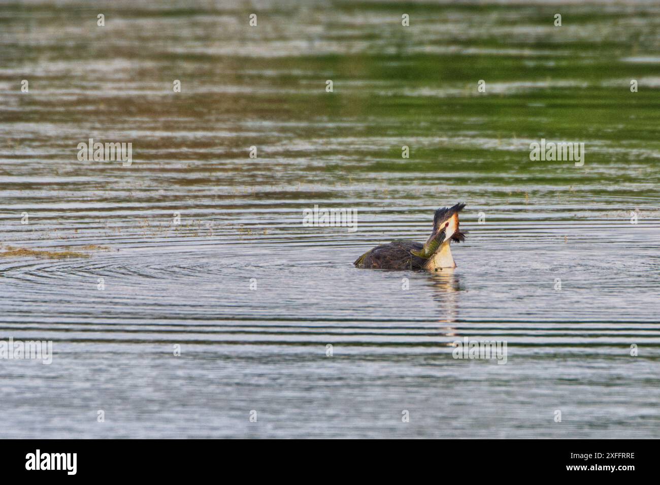 Great Crested grebe catching a fish Lackford Lakes Suffolk. Series of ...