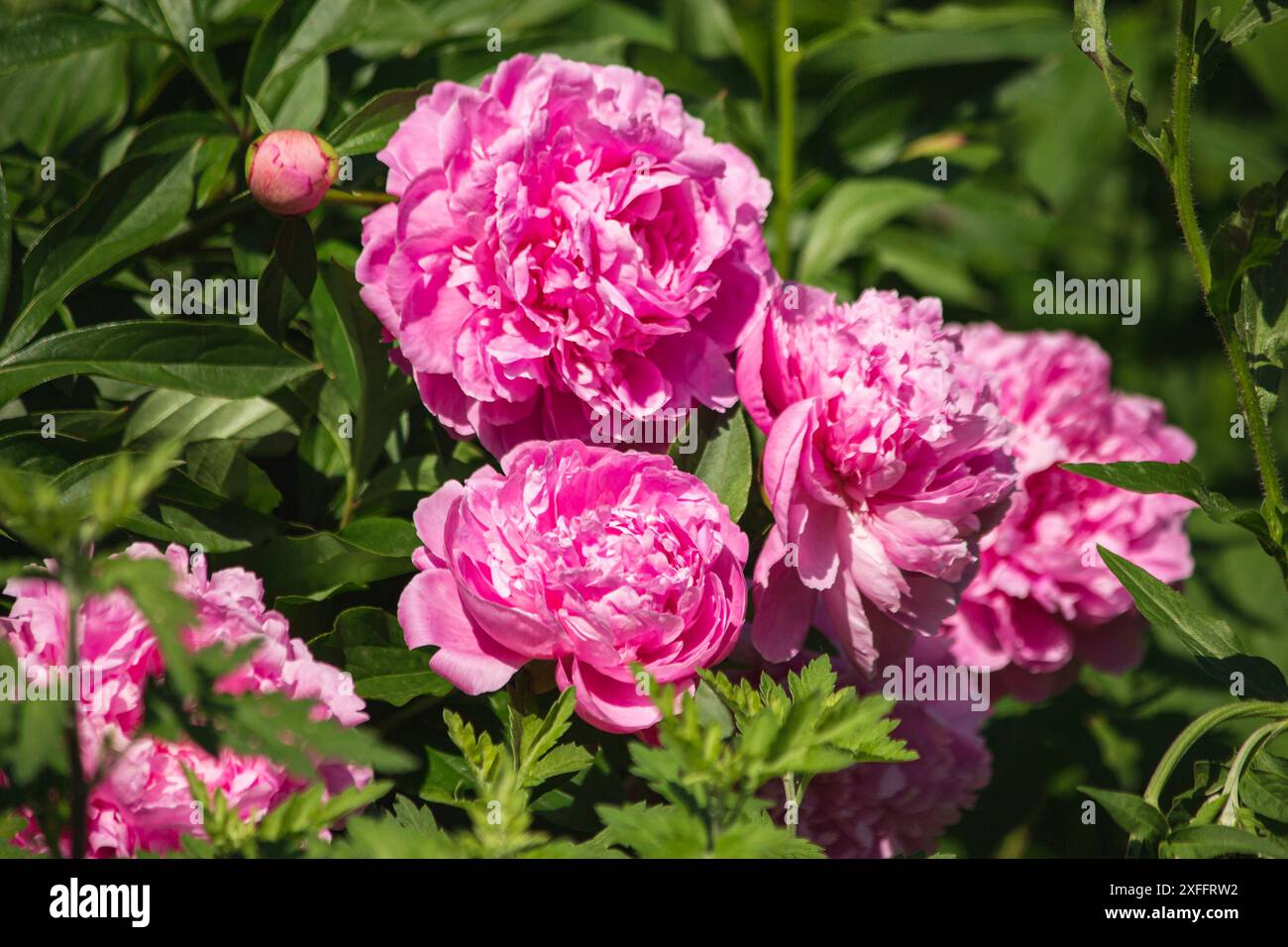 Common garden peony chinese hi-res stock photography and images - Alamy