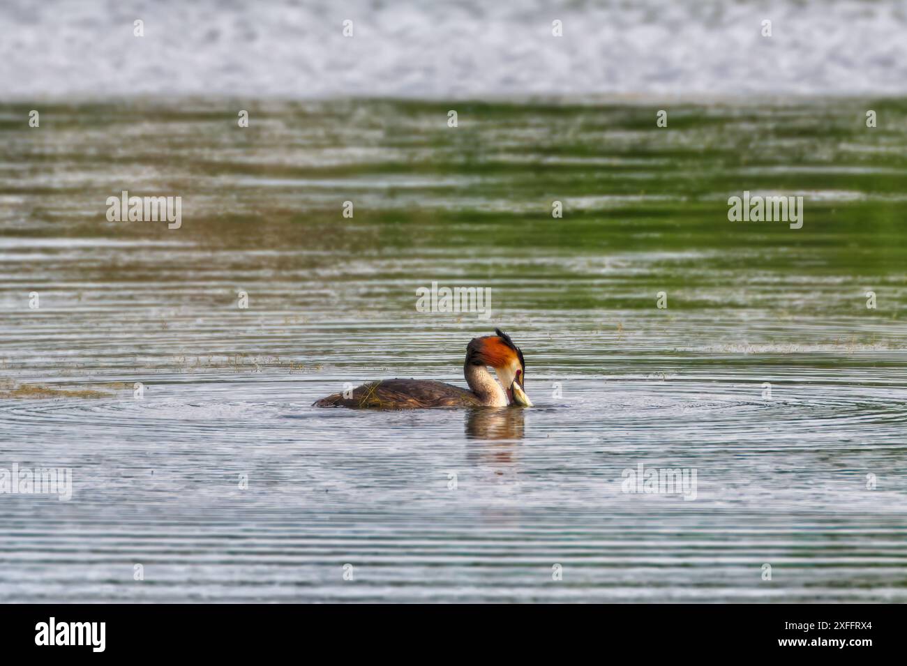 Great Crested grebe catching a fish Lackford Lakes Suffolk. Series of ...