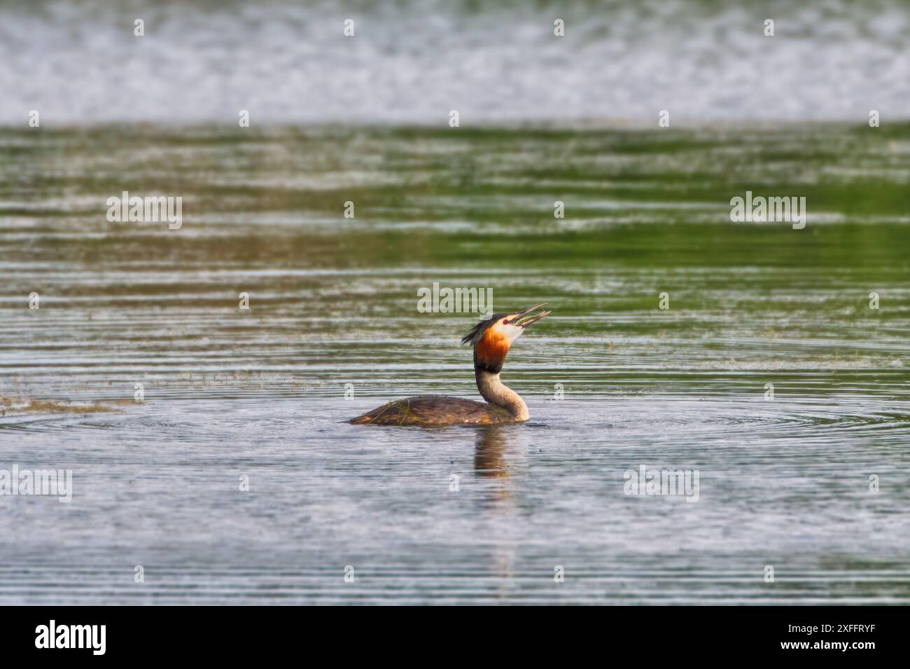 Great Crested grebe catching a fish Lackford Lakes Suffolk. Series of ...
