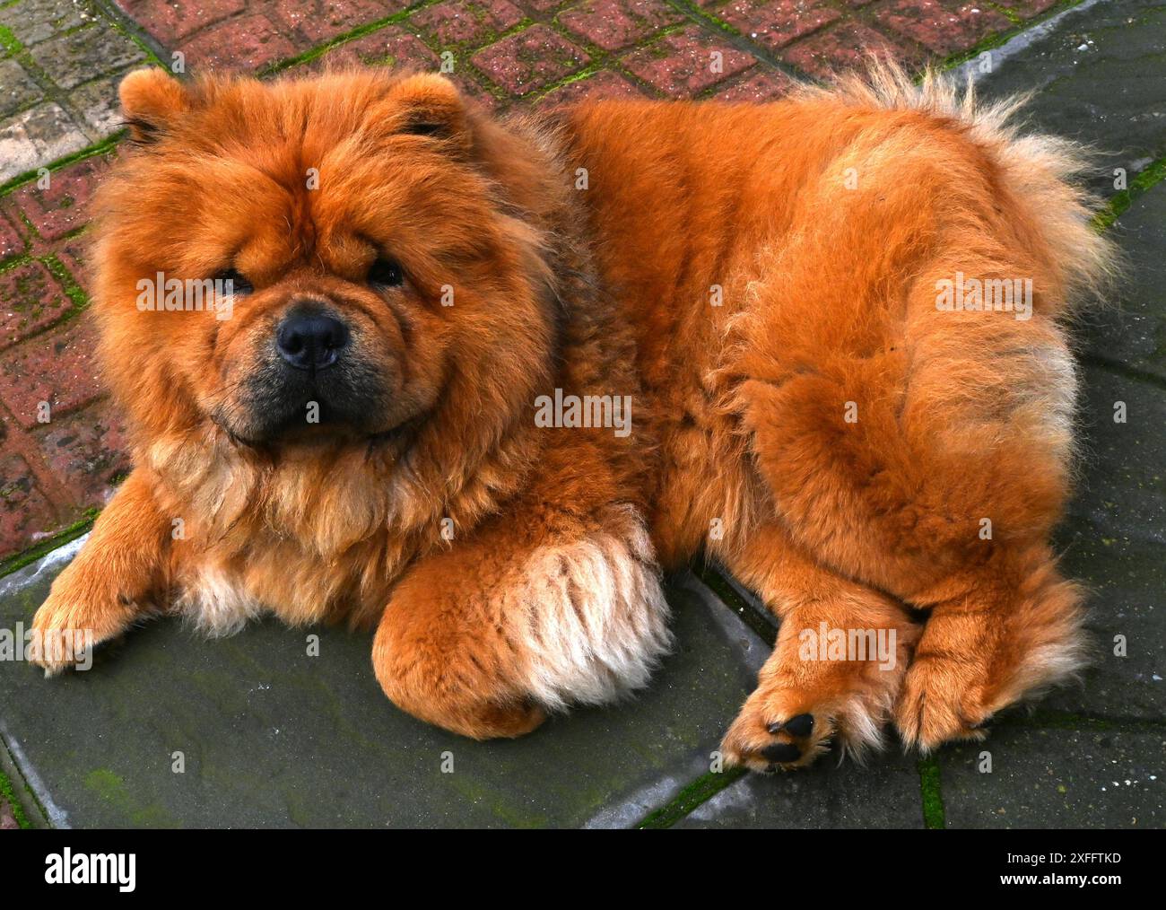 Golden chow hi-res stock photography and images - Alamy