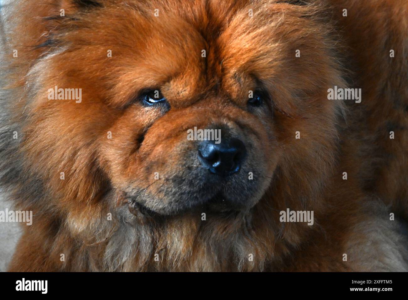 Chow down hi-res stock photography and images - Alamy