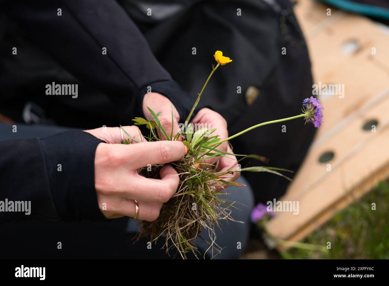 Botanist examines and analyzes wildflower specimens for herbarium ...