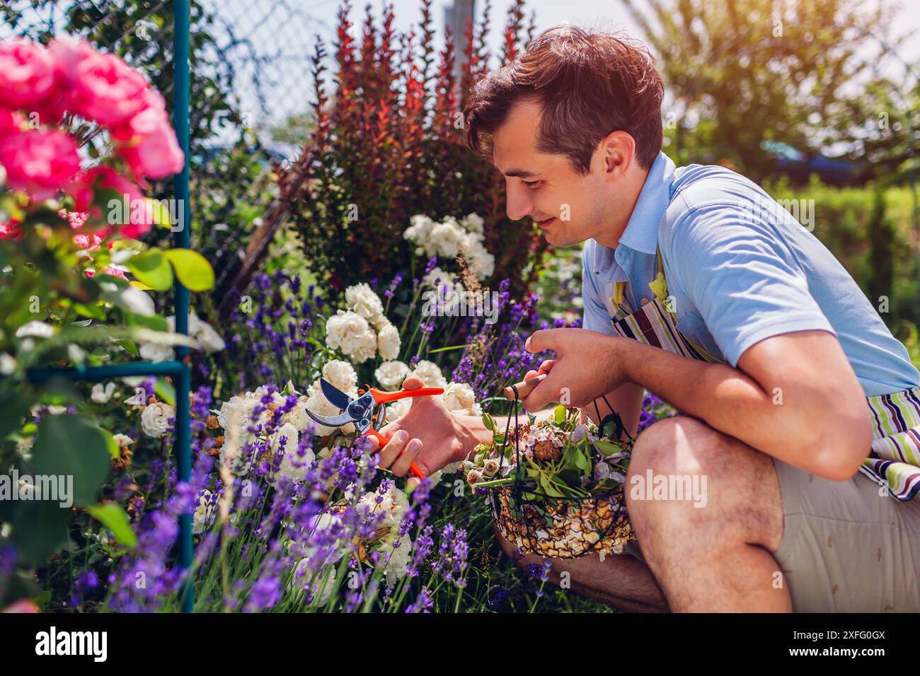 Man deadheading spent rose blooms in summer garden. Gardener cutting ...