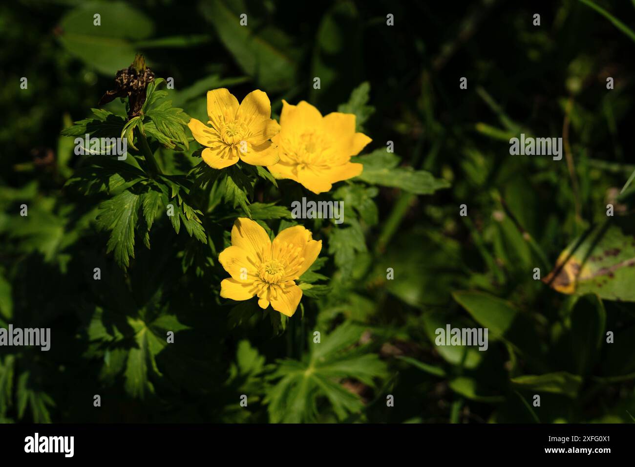 Yellow flowers blooming in lush green foliage. Trollius chinensis, the ...