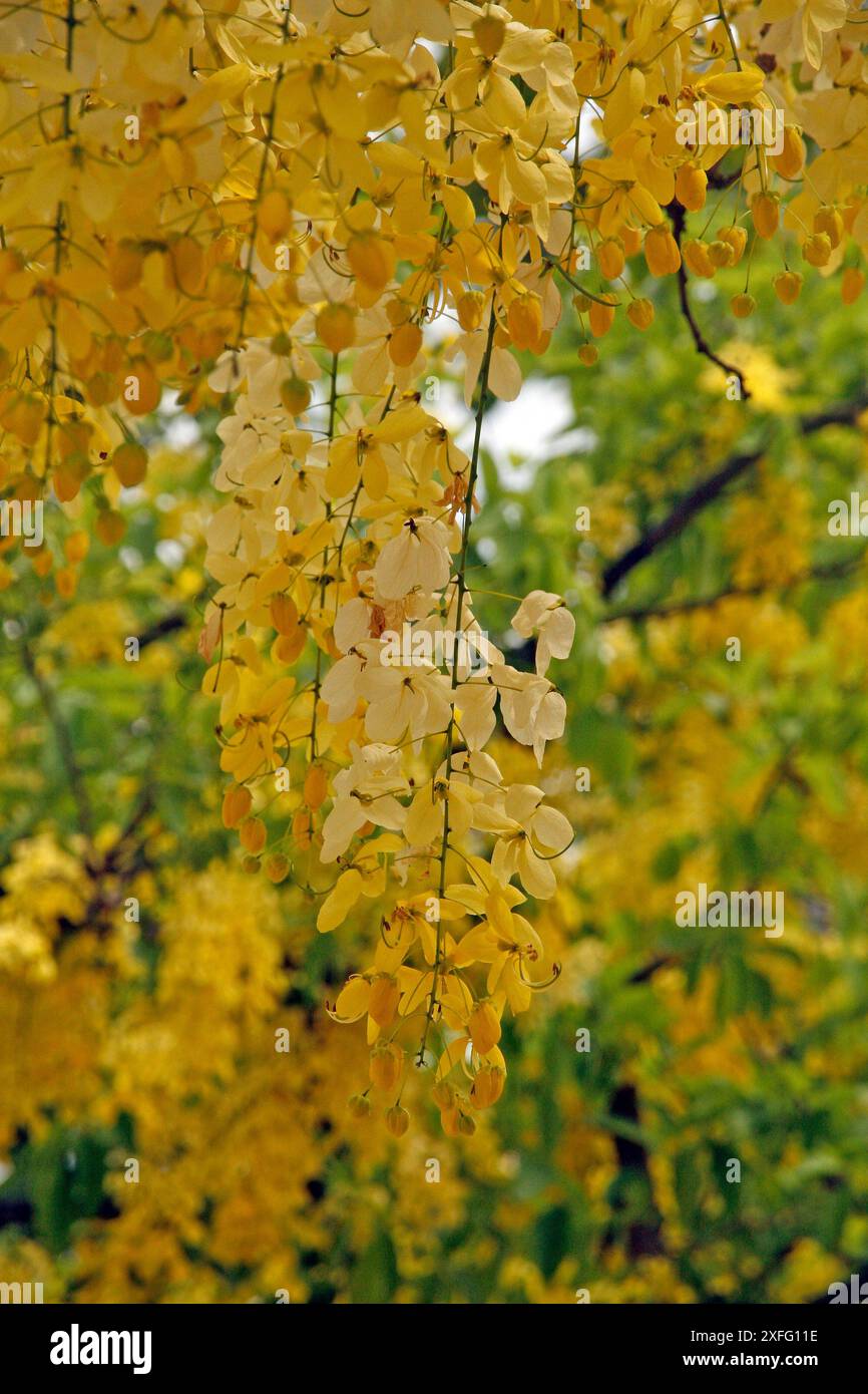 An eye-catching flower called ‘Sonalu’ or golden shower flower is in ...
