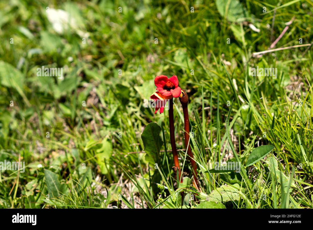 Single red wildflower growing in a grassy field. The flower has a long ...