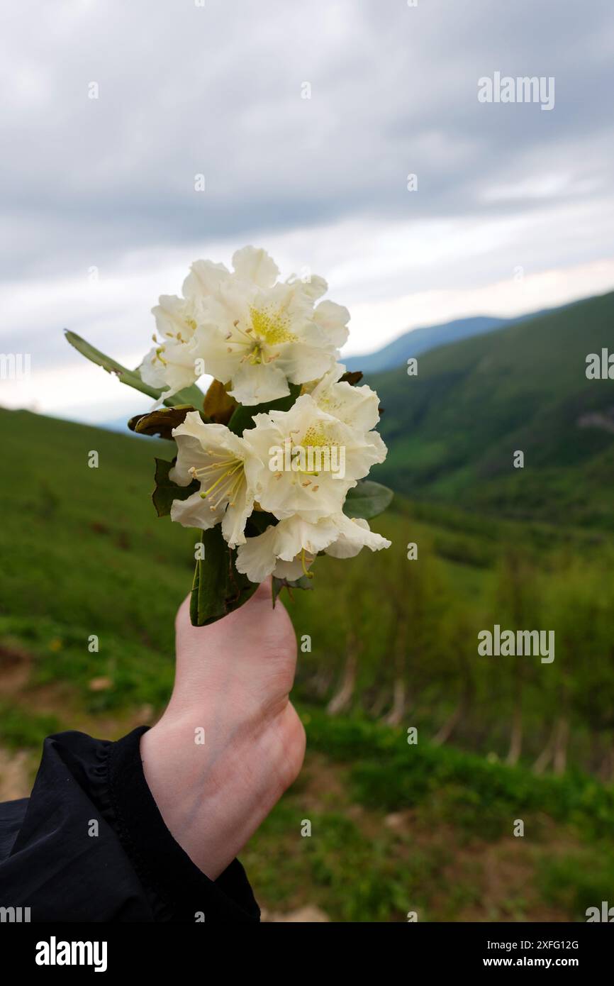 Hand holding a bouquet of white flowers with green mountains in the ...