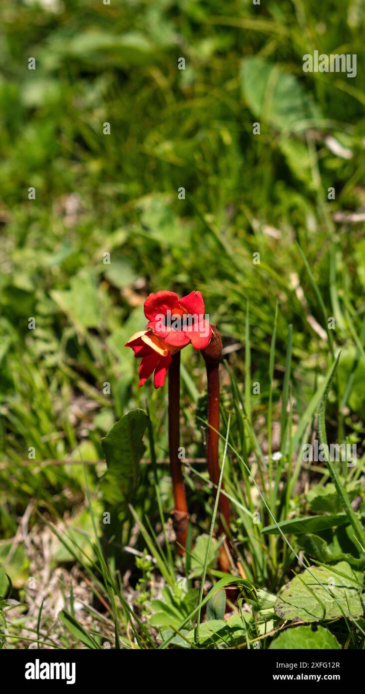 Single red wildflower growing in a grassy field. The flower has a long ...