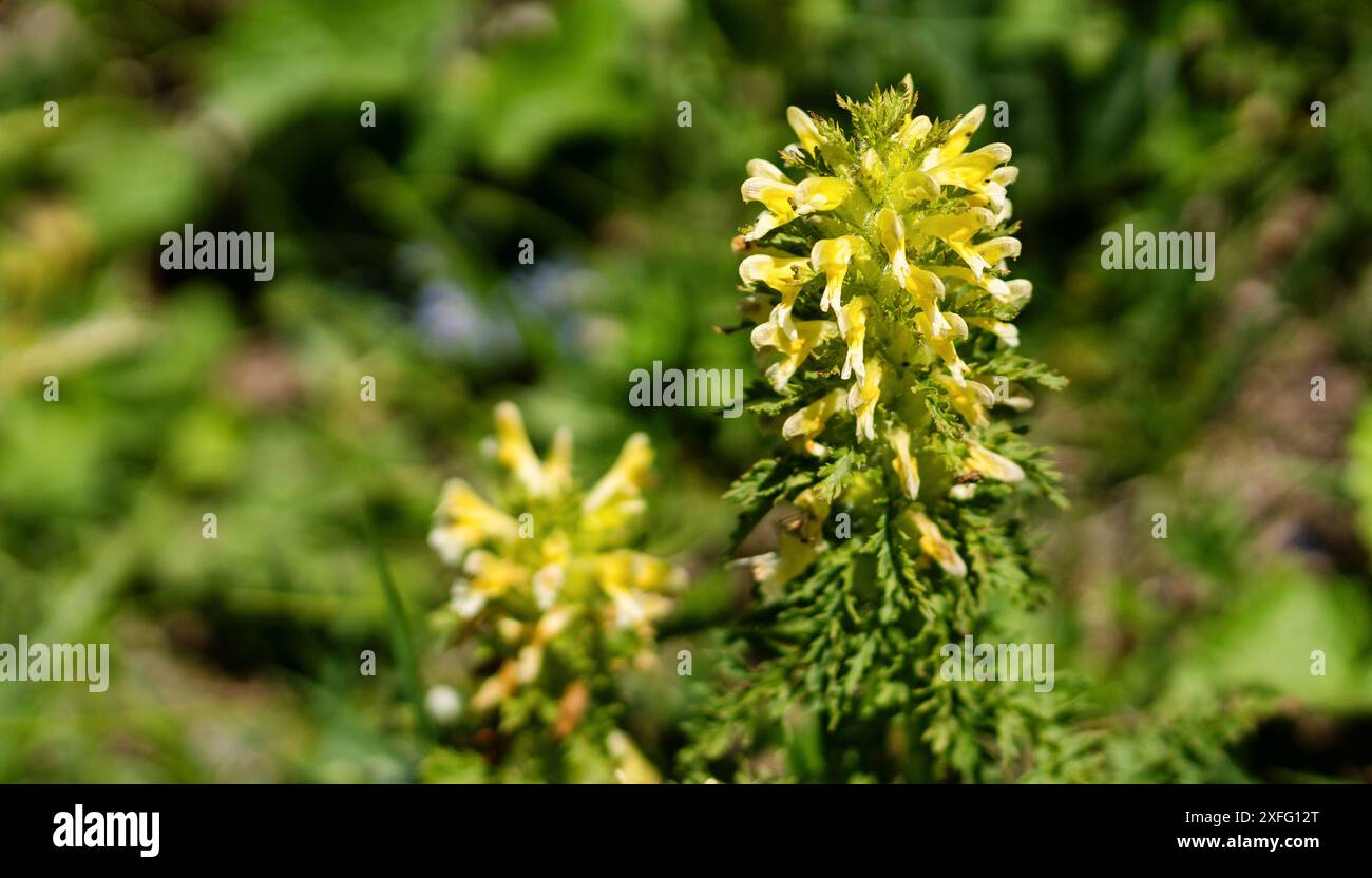 Yellow wildflower with multiple blooms in a grassy area. The plant has ...