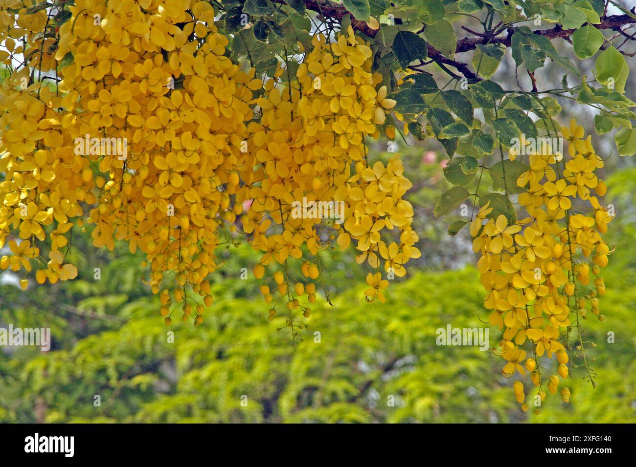 An eye-catching flower called ‘Sonalu’ or golden shower flower is in ...