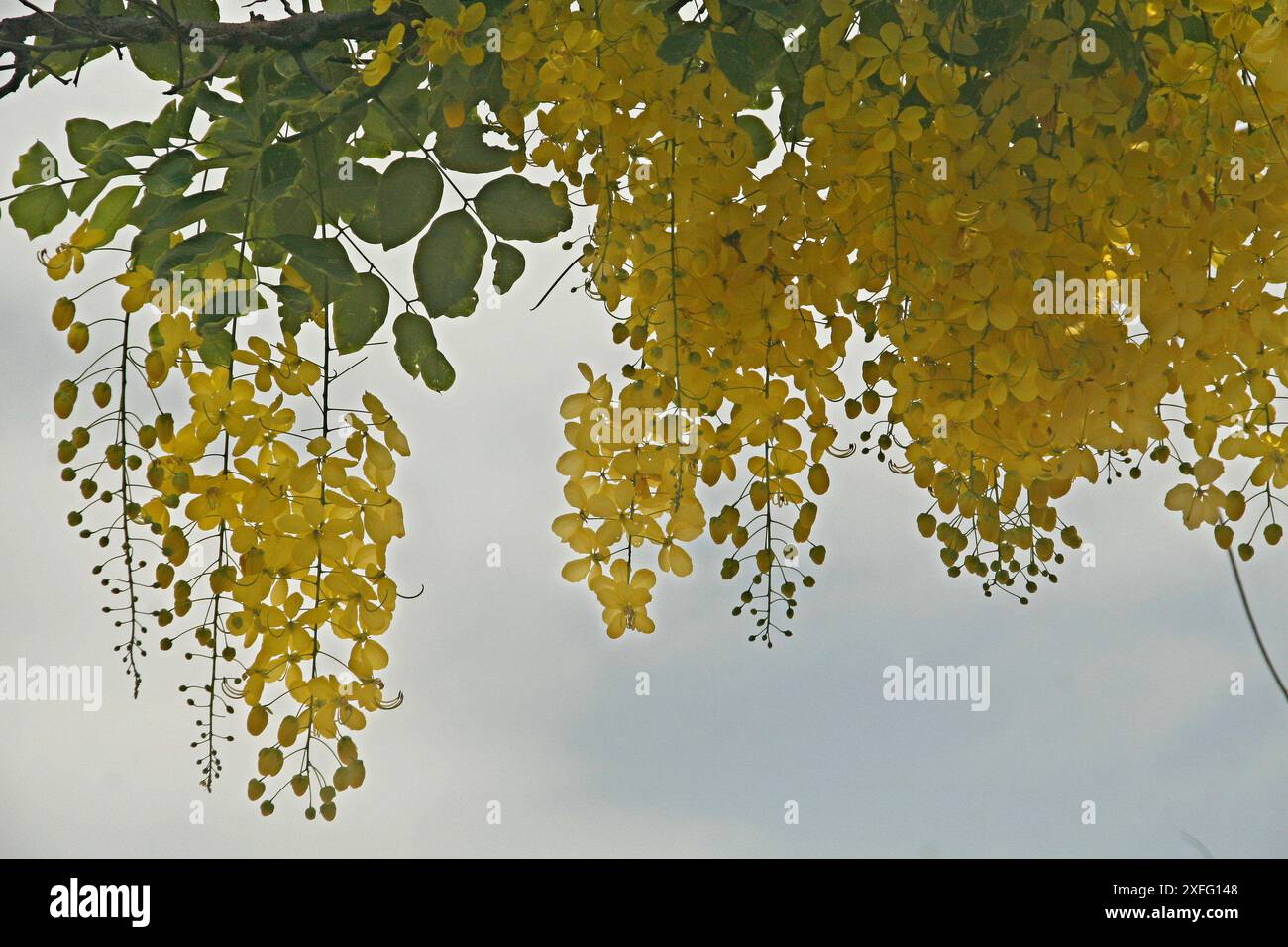 An eye-catching flower called ‘Sonalu’ or golden shower flower is in ...