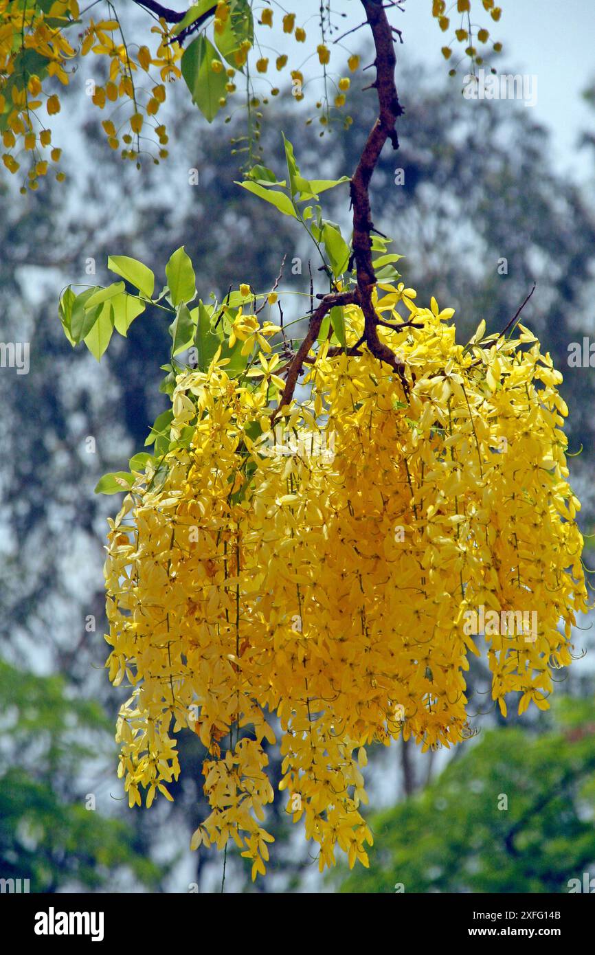 Sonalu hi-res stock photography and images - Alamy