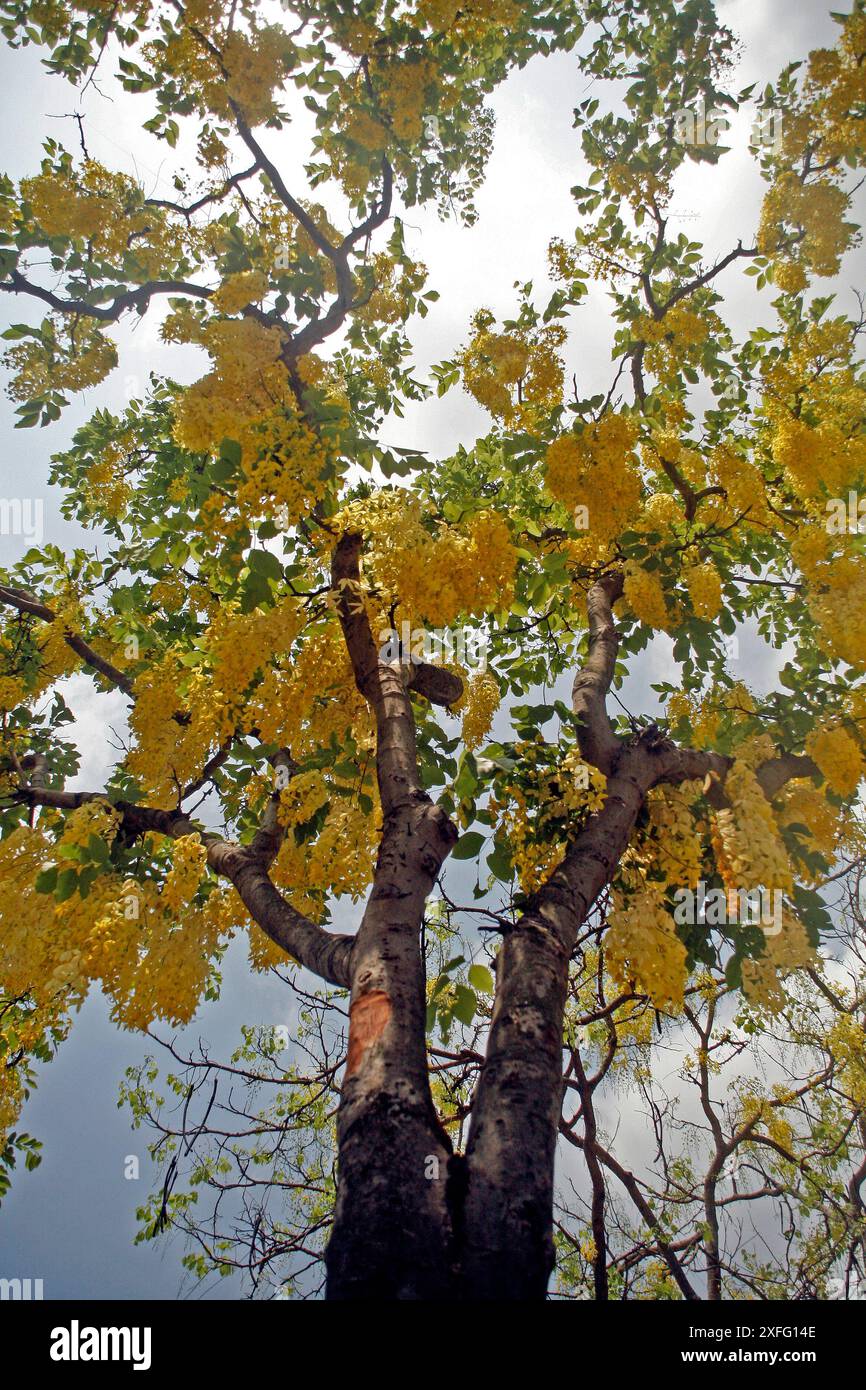 An eye-catching flower called ‘Sonalu’ or golden shower flower is in ...