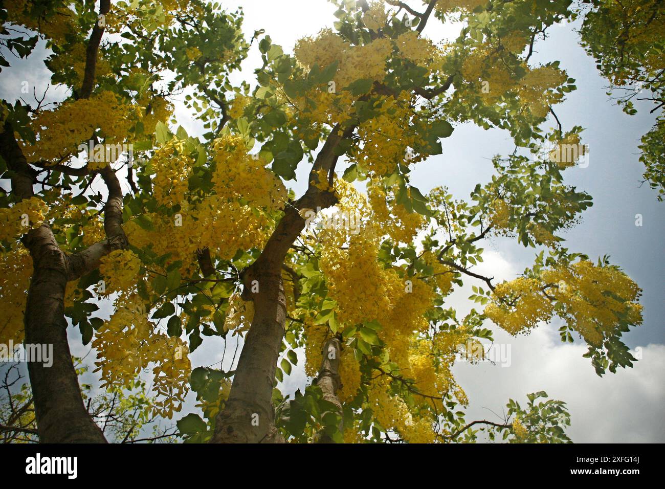 An eye-catching flower called ‘Sonalu’ or golden shower flower is in ...