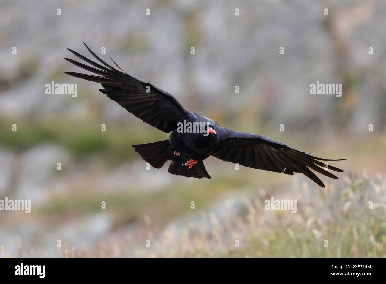 Black plumage and brightly coloured legs feet and bills hi-res stock ...