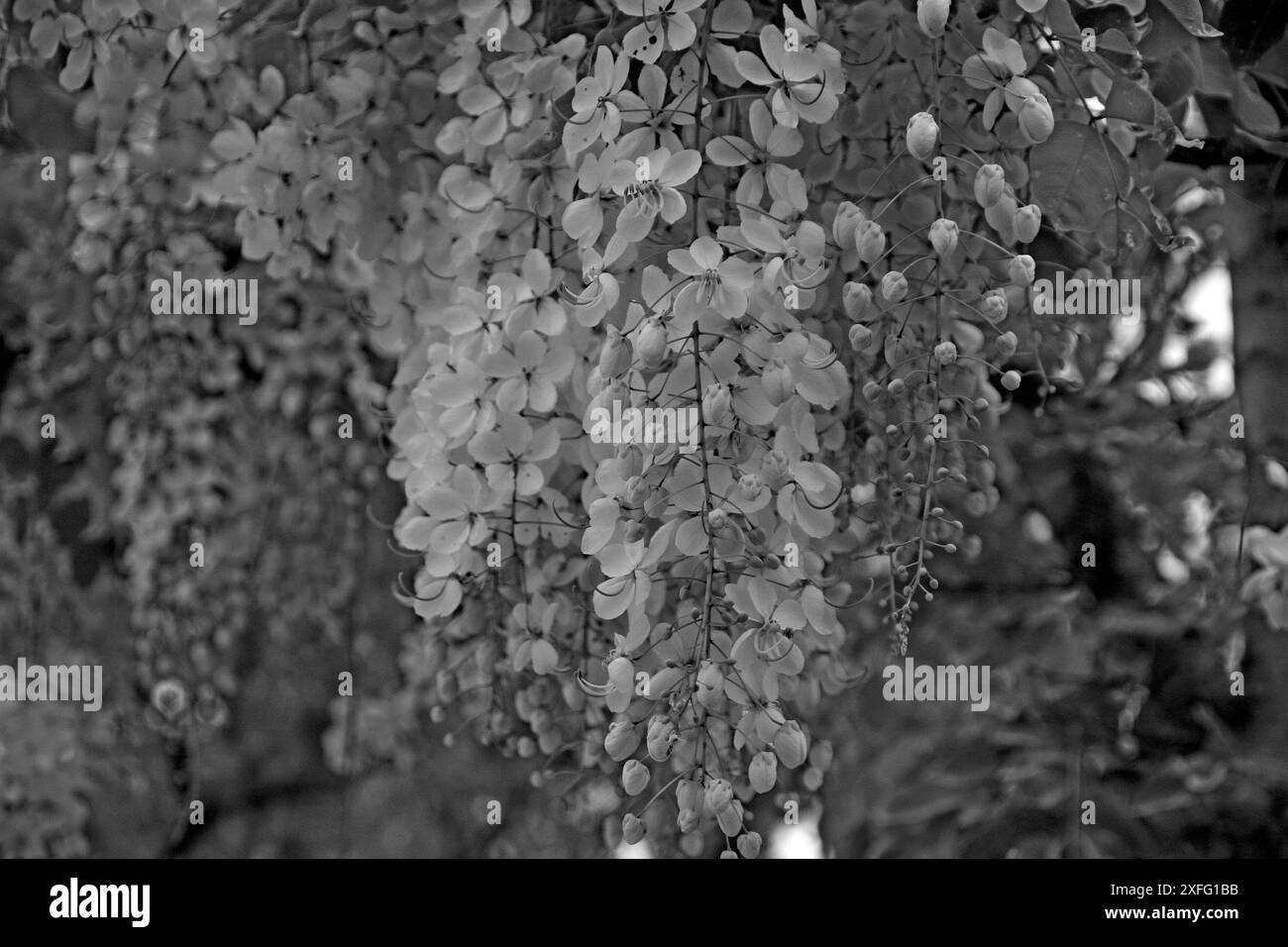 Golden shower flower hi-res stock photography and images - Alamy