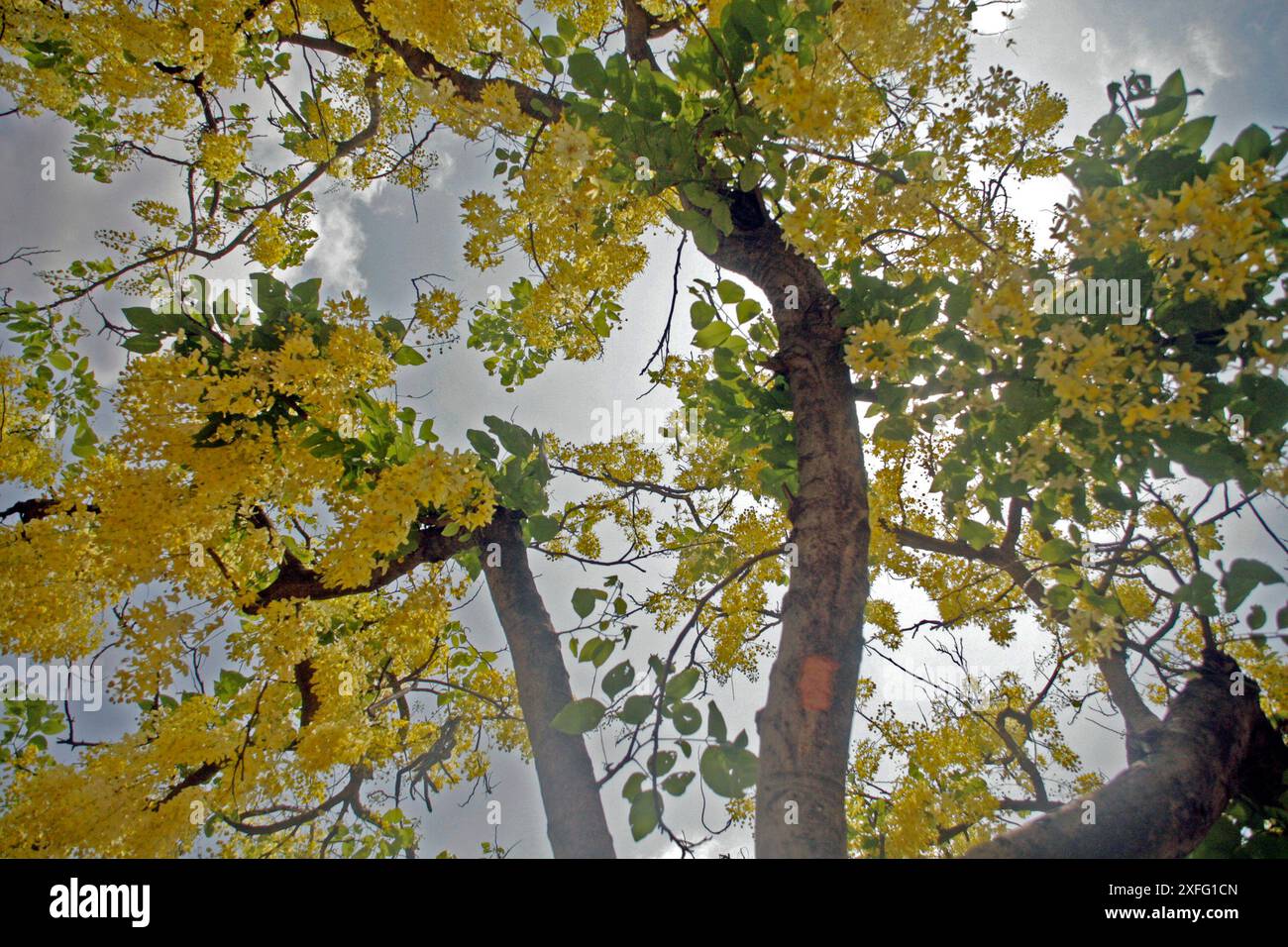 An eye-catching flower called ‘Sonalu’ or golden shower flower is in ...
