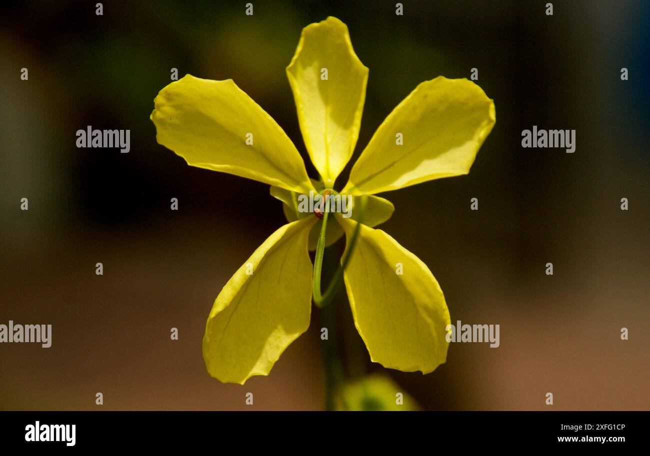 An eye-catching flower called ‘Sonalu’ or golden shower flower is in ...