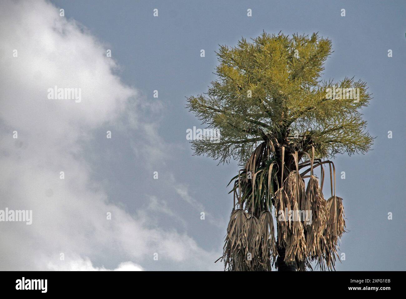 A Century Palm in bloom at the Baldha Garden in the city. The palm, a ...