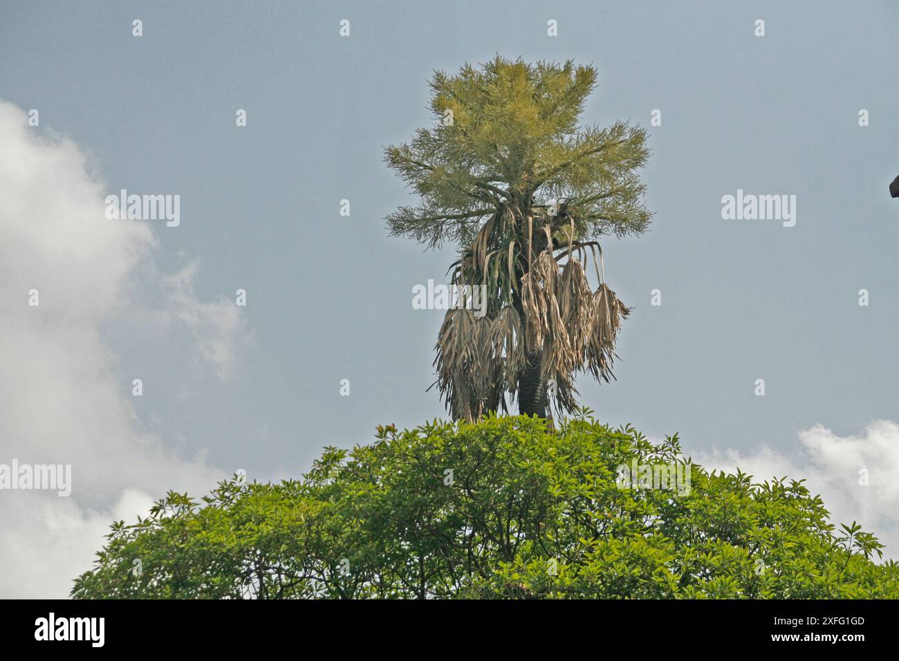 A Century Palm in bloom at the Baldha Garden in the city. The palm, a ...