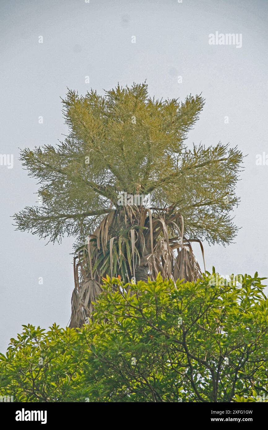 A Century Palm in bloom at the Baldha Garden in the city. The palm, a ...