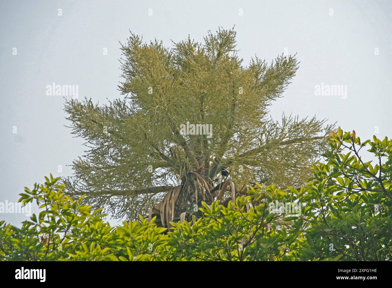 A Century Palm in bloom at the Baldha Garden in the city. The palm, a ...