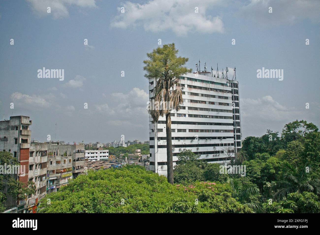 A Century Palm in bloom at the Baldha Garden in the city. The palm, a ...