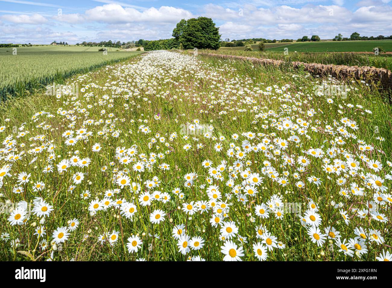 Oxeye daisies growing on a field margin around a wheat crop growing ...