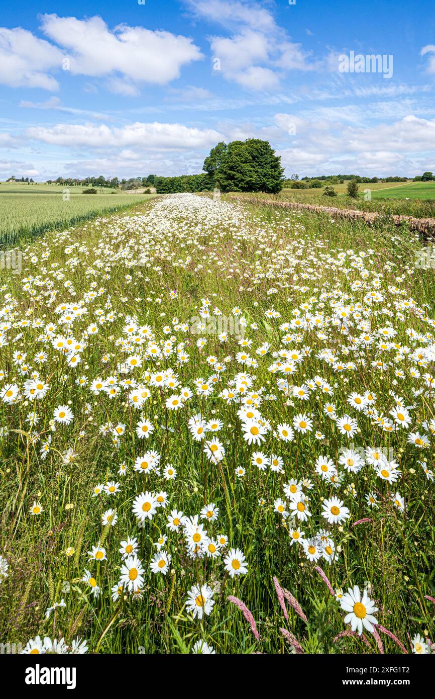 Oxeye daisies growing on a field margin around a wheat crop growing ...