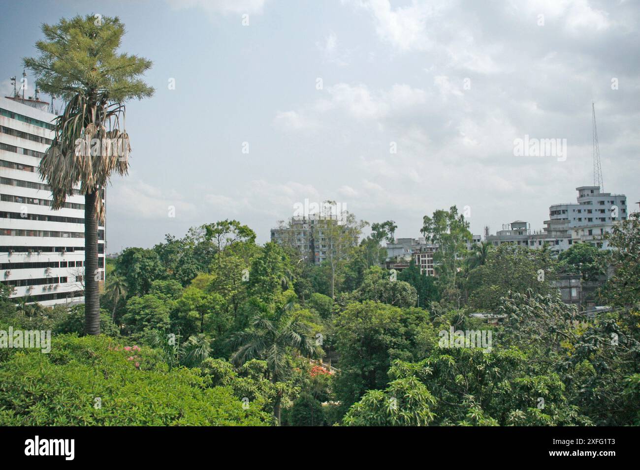 A Century Palm in bloom at the Baldha Garden in the city. The palm, a ...